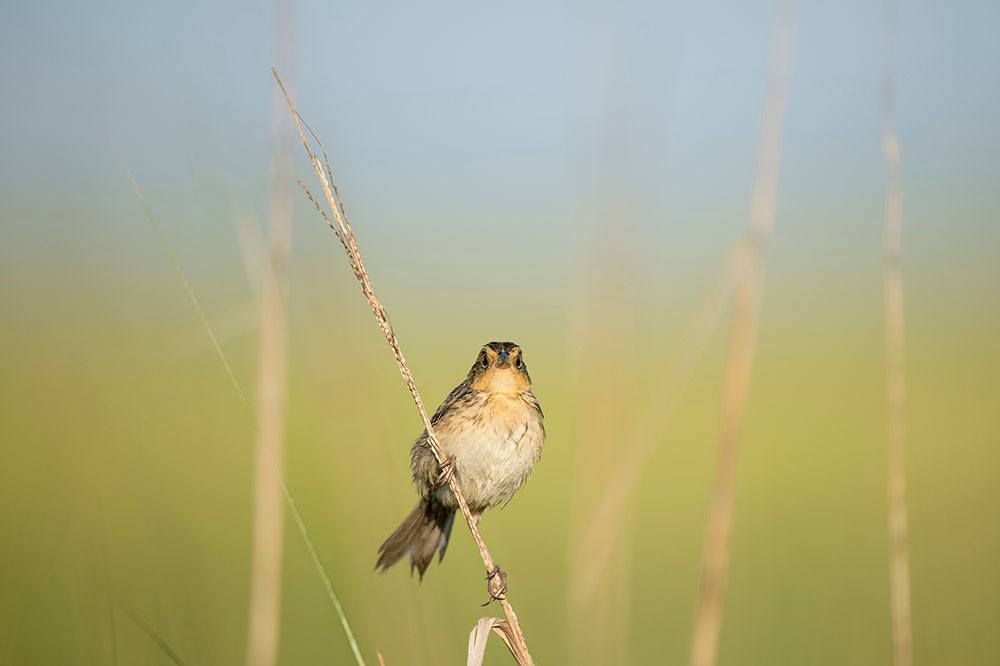 Audubon Study Shows Folly Birds Most Vulnerable to Climate Change ...